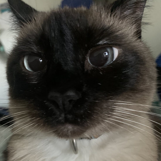 (defun ai ()): Your Software in Your Words